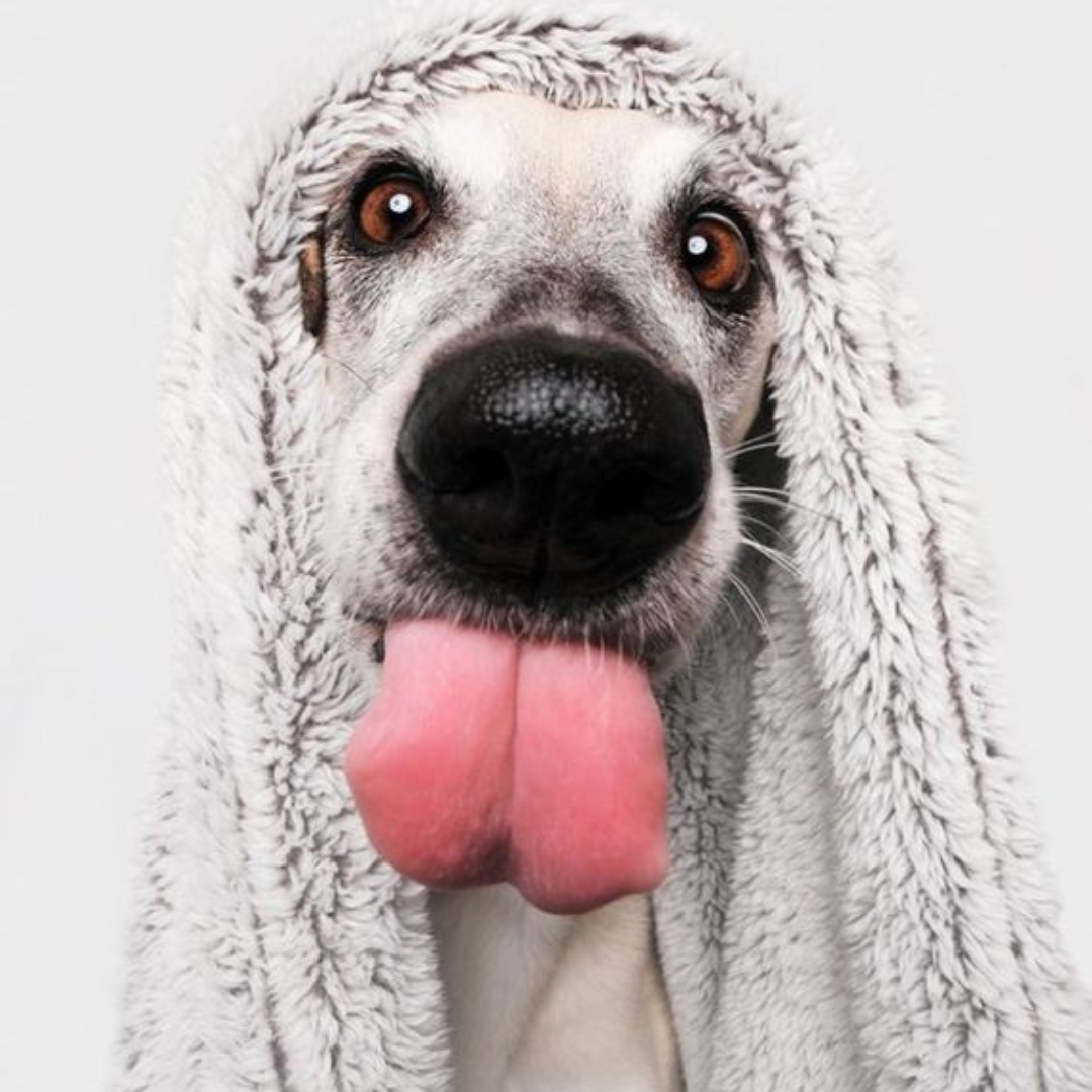 The Joy of Self Service Dog Washing: A Tail-Wagging Adventure – Now You ...