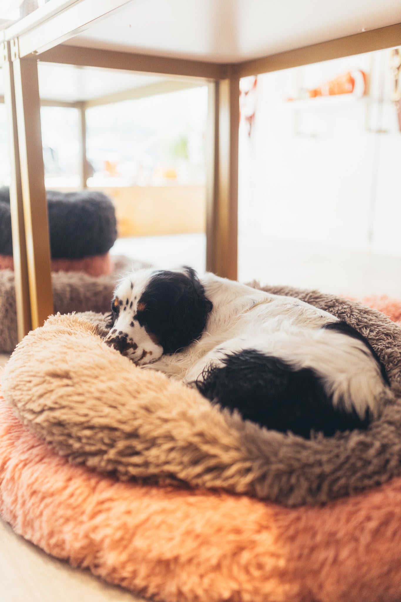 Boutique Grooming, Self Service Dog Wash New York - Now You're Clean